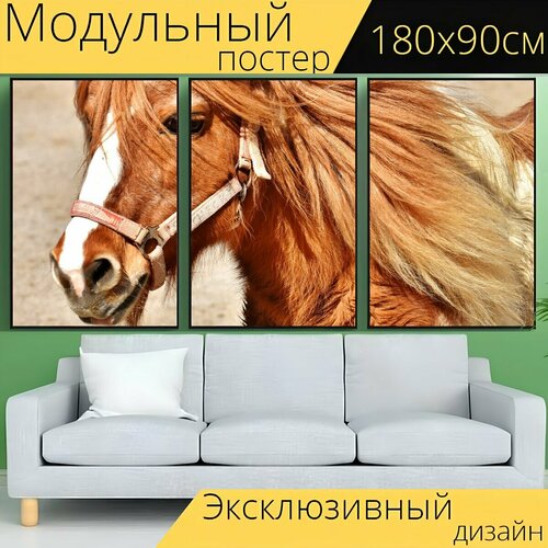 Модульный постер "Пони, лошадь, маленькая лошадь" 180 x 90 см. для интерьера
