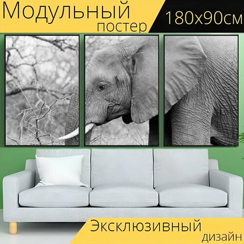 Модульный постер "Слон, толстокожий, дикая природа" 180 x 90 см. для интерьера