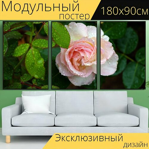 Модульный постер "Роза, природа, цветок" 180 x 90 см. для интерьера