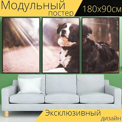 Модульный постер "Собака, свет, животное" 180 x 90 см. для интерьера