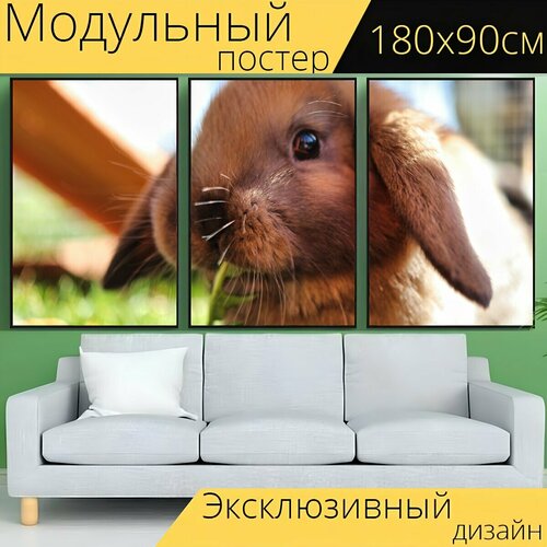 Модульный постер "Кролик, животное, домашний питомец" 180 x 90 см. для интерьера