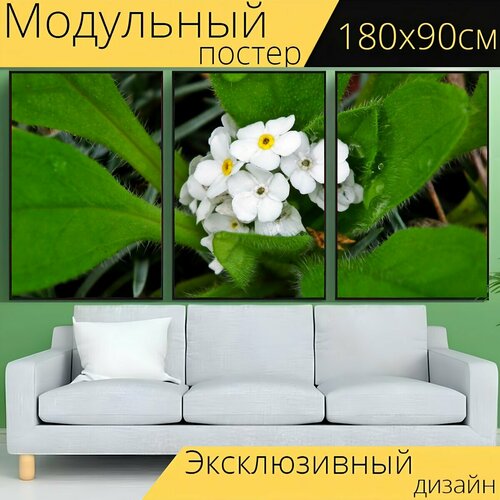 Модульный постер "Незабудки, цветы, белый" 180 x 90 см. для интерьера