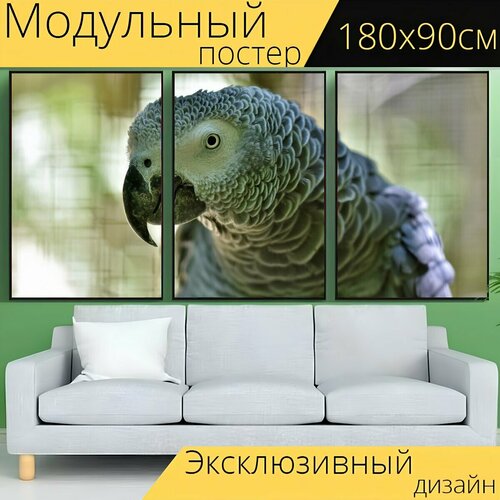 Модульный постер "Африканский серый попугай, попугай, птица" 180 x 90 см. для интерьера