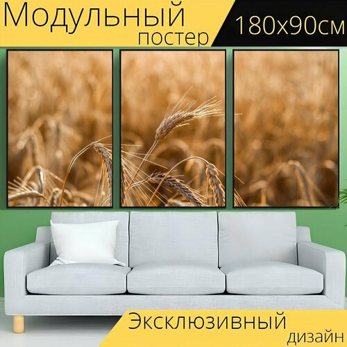 Модульный постер "Поле, пшеница, зерно" 180 x 90 см. для интерьера