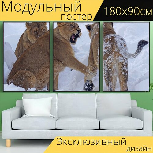 Модульный постер "Лев, зоопарк, хищник" 180 x 90 см. для интерьера