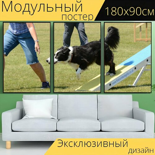 Модульный постер "Собака, ловкость, фитнес" 180 x 90 см. для интерьера
