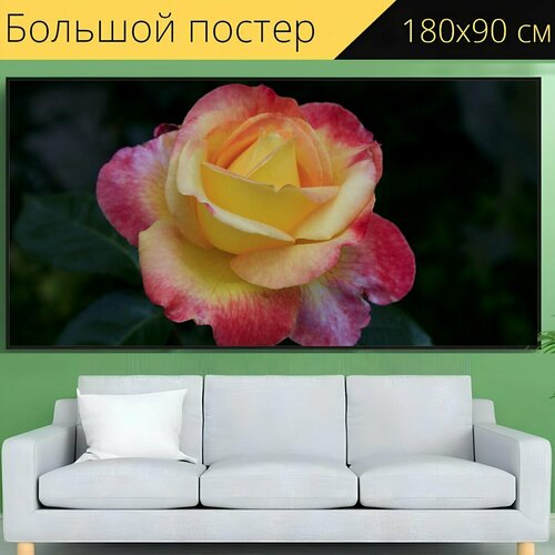 Большой постер "Роза, цвести, цветок" 180 x 90 см. для интерьера