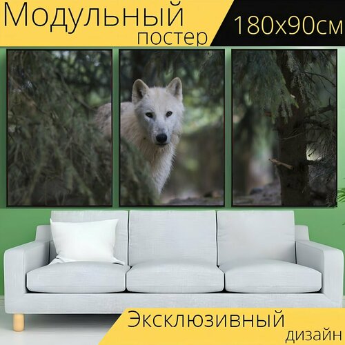 Модульный постер "Волк, полярный, животное" 180 x 90 см. для интерьера