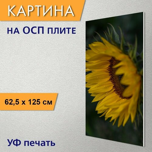 Вертикальная картина на ОСП "Подсолнечник, цветок, роса" 62x125 см. для интерьериа