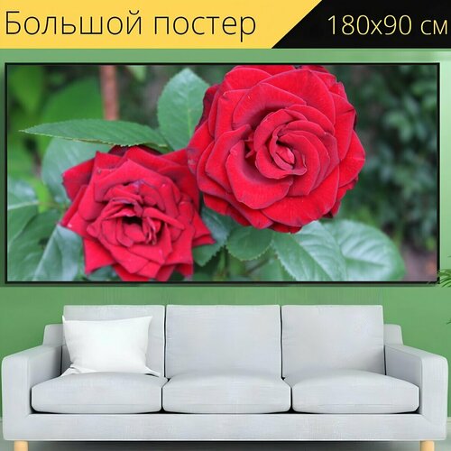 Большой постер "Розы, цвести, цветок" 180 x 90 см. для интерьера