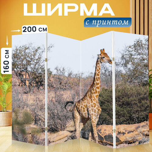 Ширма перегородка с принтом "Жирафа, намибия, африке" на холсте - 200x160 см. для зонирования, раскладная