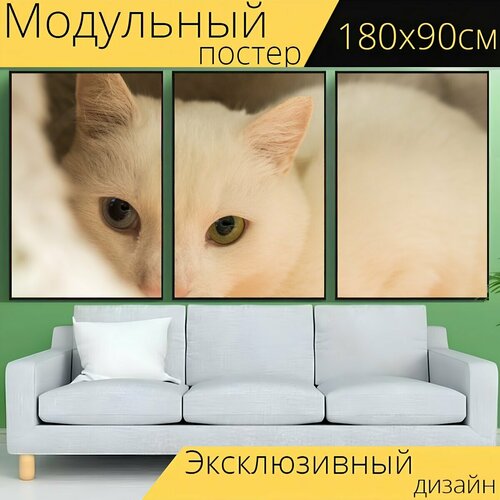Модульный постер "Кот, белый, кошка породы" 180 x 90 см. для интерьера