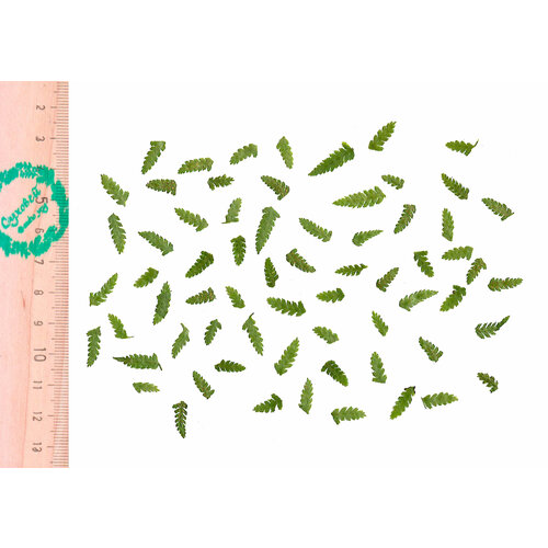 Плоские сухоцветы - Папоротник супер мини фрагменты для заливки смолой и рукоделия, 200 шт