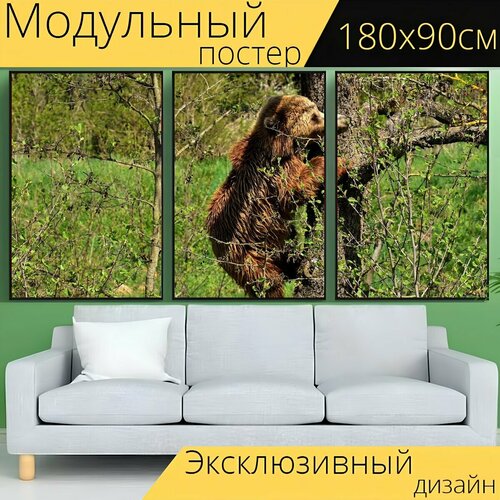 Модульный постер "Европейский бурый медведь, дерево, бурый медведь" 180 x 90 см. для интерьера