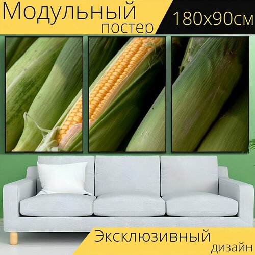 Модульный постер "Кукуруза, початка, сладкая кукуруза" 180 x 90 см. для интерьера