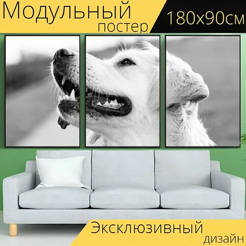 Модульный постер "Фотография собак, собака, собака бежит" 180 x 90 см. для интерьера