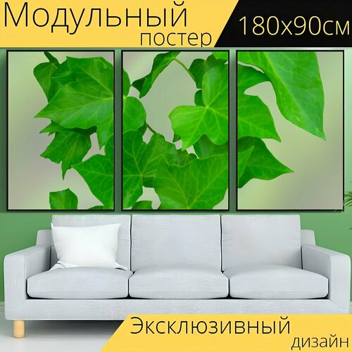 Модульный постер "Плющ, листья, зеленый" 180 x 90 см. для интерьера