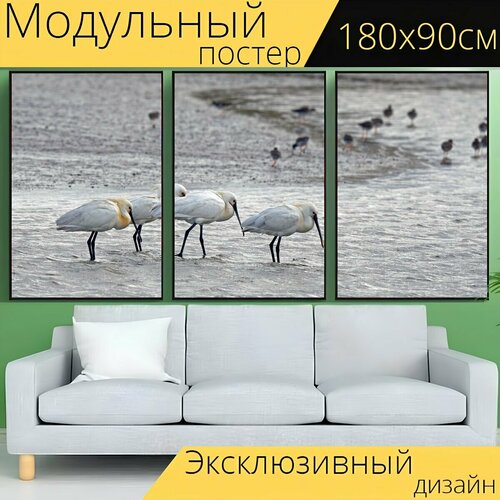 Модульный постер "Колпица, птицы, животные" 180 x 90 см. для интерьера