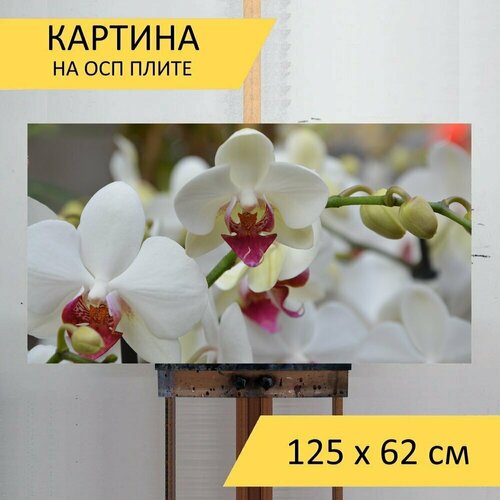 Картина на ОСП 125х62 см. "Цветок, цветы, белых орхидей" горизонтальная, для интерьера, с креплениями