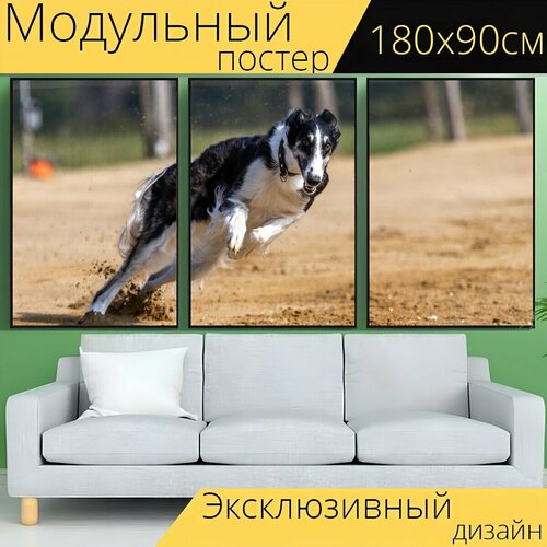 Модульный постер "Собачьи бега, собака работает, бежит" 180 x 90 см. для интерьера