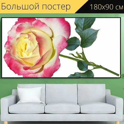 Большой постер "Цветок, роза, блум" 180 x 90 см. для интерьера