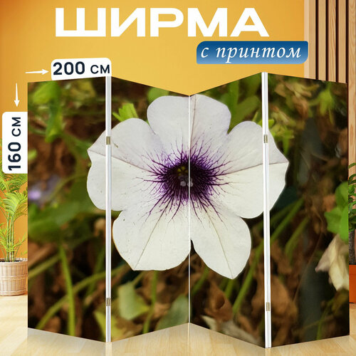 Ширма перегородка с принтом "Петуния, цветок, цвести" на холсте - 200x160 см. для зонирования, раскладная