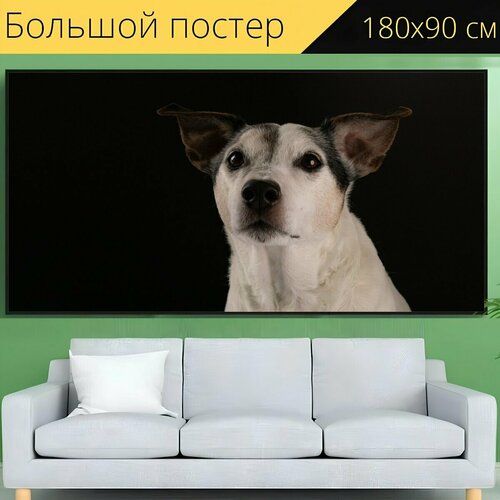 Большой постер "Собака, домашний питомец, джек рассел терьер" 180 x 90 см. для интерьера