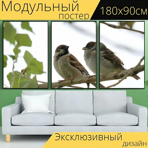 Модульный постер "Воробьи, птицы, природа" 180 x 90 см. для интерьера