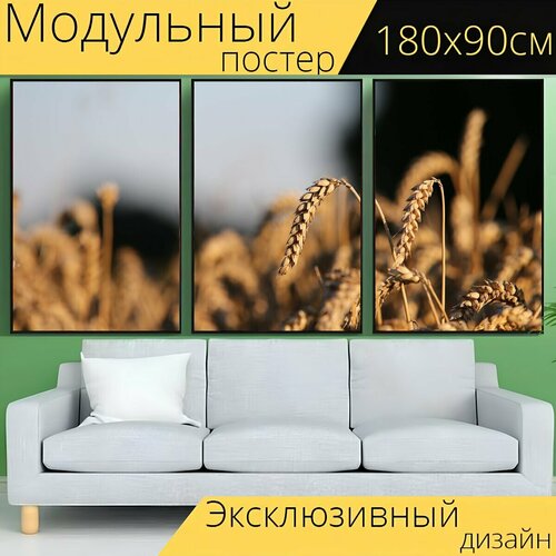 Модульный постер "Сельское хозяйство, пшеница, до сбора урожая" 180 x 90 см. для интерьера