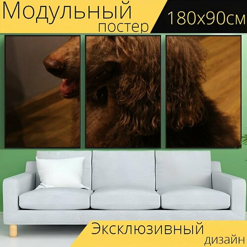 Модульный постер "Собака, домашний питомец, милый" 180 x 90 см. для интерьера