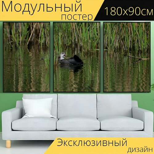 Модульный постер "Лысуха, озеро, вода" 180 x 90 см. для интерьера