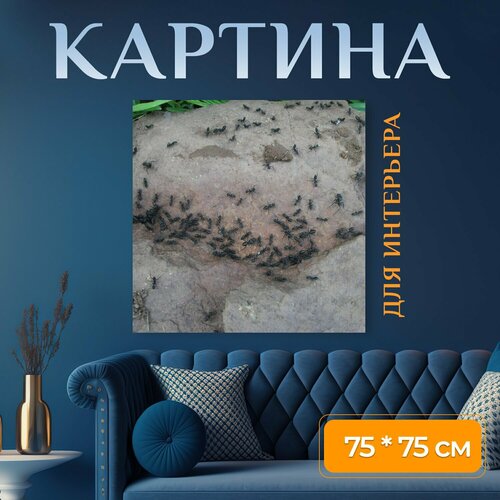 Картина на холсте "Муравей, сантьягодечиле, насекомые" на подрамнике 75х75 см. для интерьера