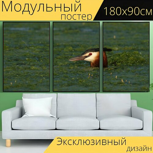 Модульный постер "Поганка, птица, воды" 180 x 90 см. для интерьера