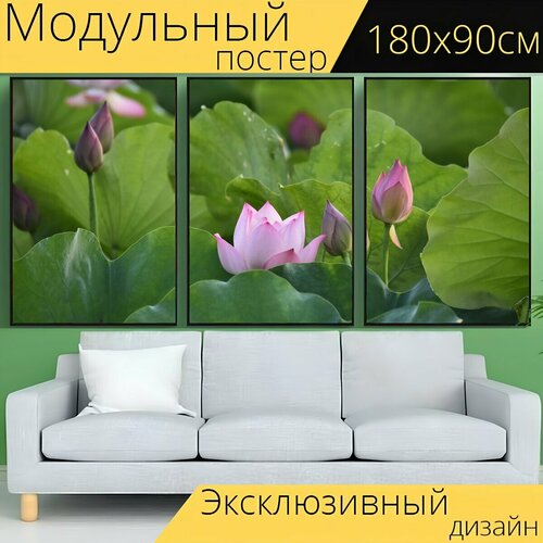 Модульный постер "Цветы лотоса, водные растения, водяные лилии" 180 x 90 см. для интерьера