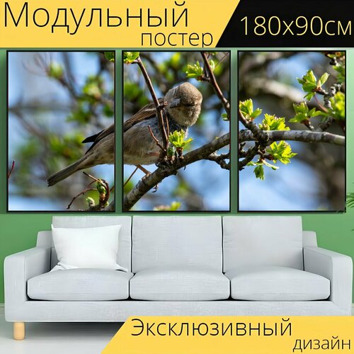 Модульный постер "Воробей, птица, дерево" 180 x 90 см. для интерьера