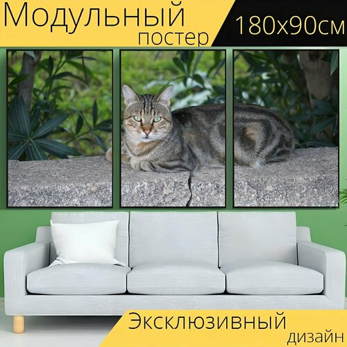 Модульный постер "Турция, кот, кошка" 180 x 90 см. для интерьера