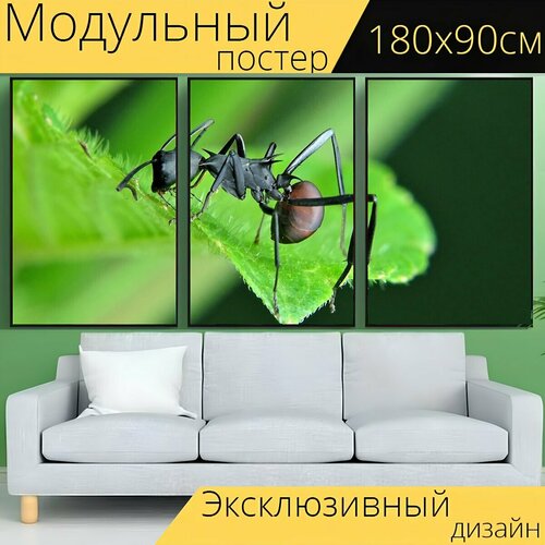 Модульный постер "Муравей, муравьи, насекомое" 180 x 90 см. для интерьера