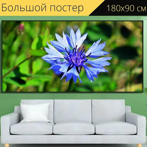Большой постер "Васильки, цветы, синий" 180 x 90 см. для интерьера