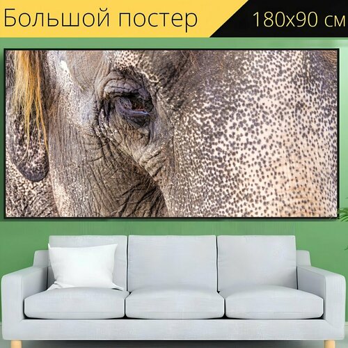 Большой постер "Слон, глаз, зоопарк" 180 x 90 см. для интерьера