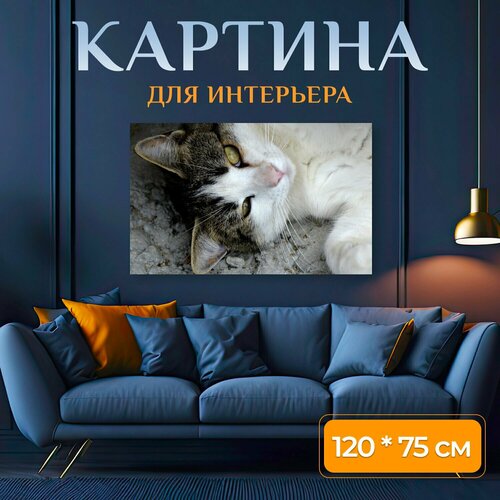 Картина на холсте "Кот, животное, домашнее животное" на подрамнике 120х75 см. для интерьера