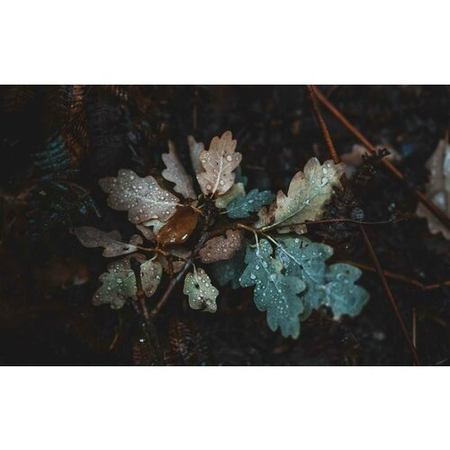 Картина на холсте 60x110 LinxOne "Дуб, листья, осень, капли, влага" интерьерная для дома / на стену / на кухню / с подрамником