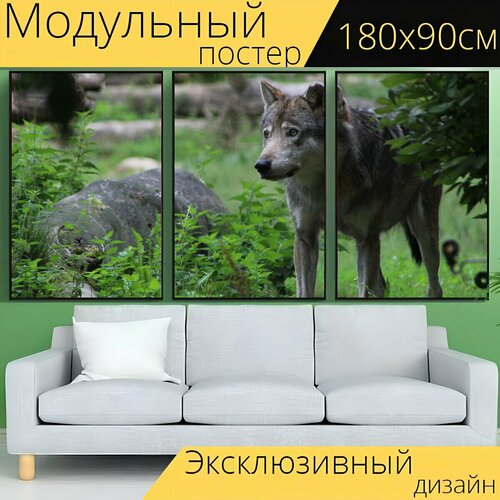 Модульный постер "Волк, серый волк, хищник" 180 x 90 см. для интерьера