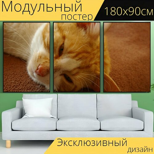 Модульный постер "Рыжий кот, ленивый, кошка" 180 x 90 см. для интерьера