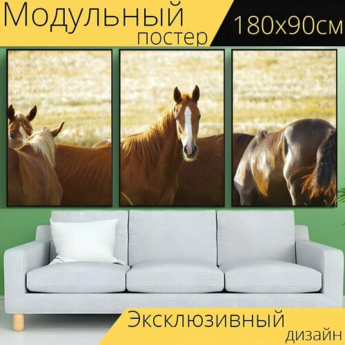 Модульный постер "Пони, лошадь, грива" 180 x 90 см. для интерьера