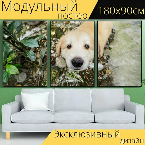 Модульный постер "Собака, щенки, прекрасный" 180 x 90 см. для интерьера