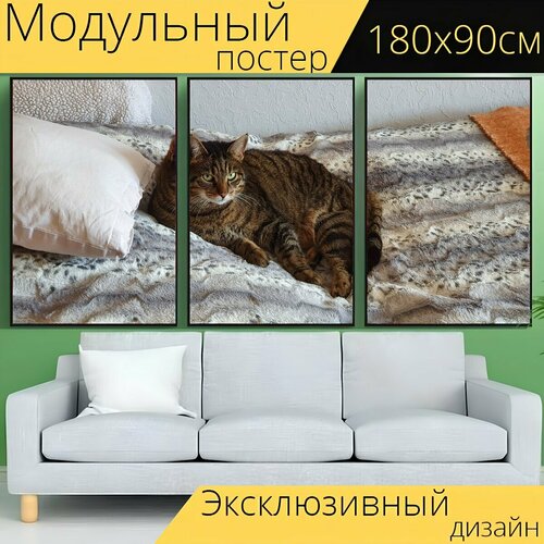Модульный постер "Похмелье, кот, домашняя кошка" 180 x 90 см. для интерьера