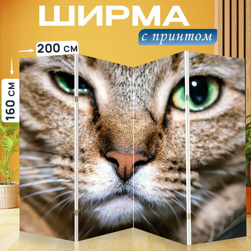 Ширма перегородка с принтом "Кошка, глаза, домашний питомец" на холсте - 200x160 см. для зонирования, раскладная