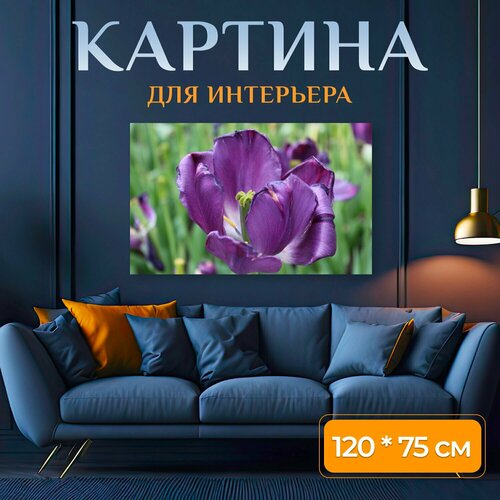 Картина на холсте "Цветок, крокус, весна" на подрамнике 120х75 см. для интерьера