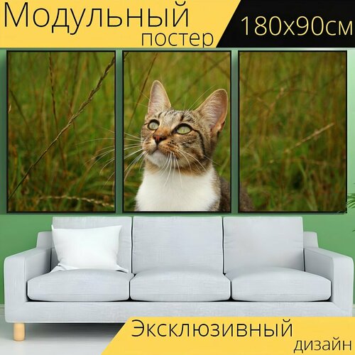 Модульный постер "Кот, котенок, полосатый кот" 180 x 90 см. для интерьера