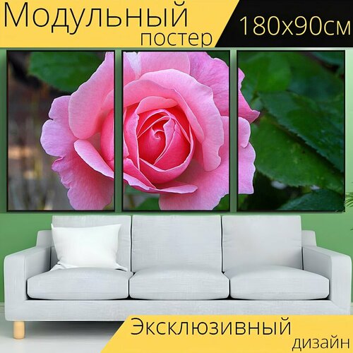 Модульный постер "Роуз, цветок розовый, сад" 180 x 90 см. для интерьера